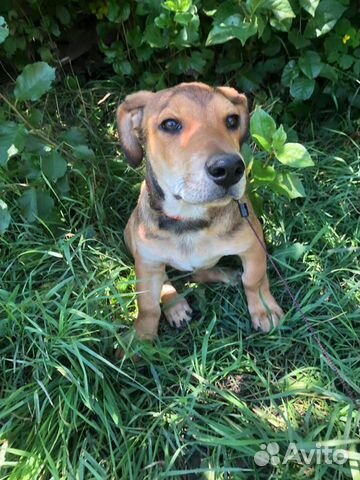 Щенок в добрые руки