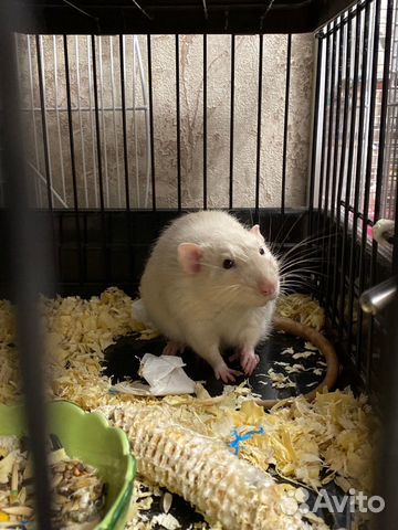 Отдаю трех крыс (можно раздельно)