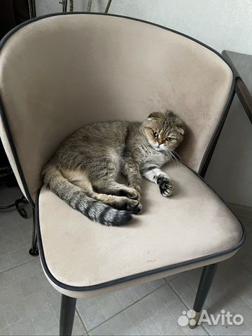 Шотландская вислоухая кошка