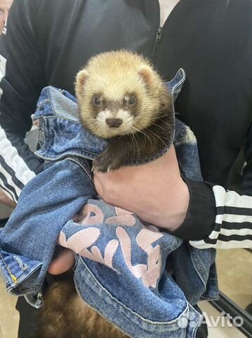 Найден Хорек