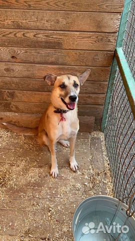 Шейла очень ласковая и к детям и другим собакам