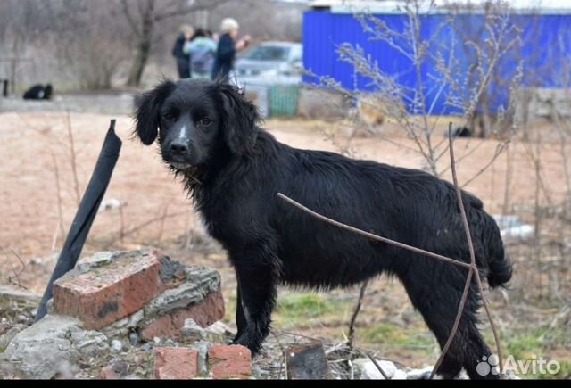 Собака девочка, Лили ищет дом