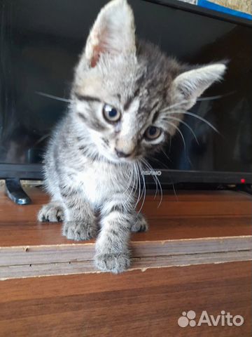 Котята отдам бесплатно