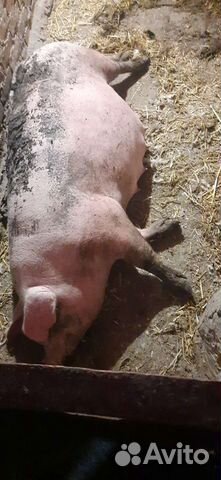 Свиноматки на мясо