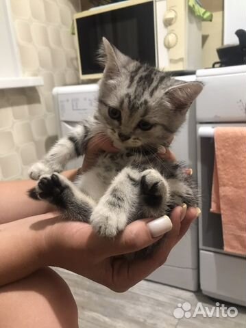 Шотландская кошка