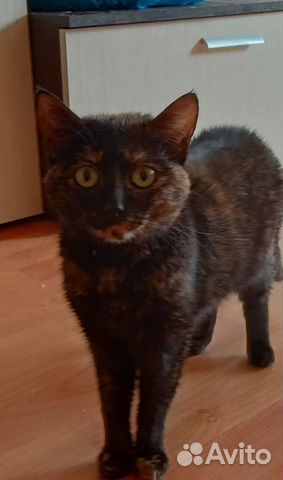 Кошка в дар бесплатно