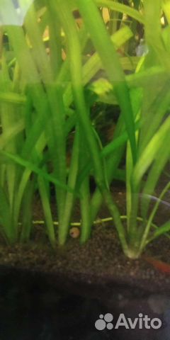 Аквариумное растение сагитария