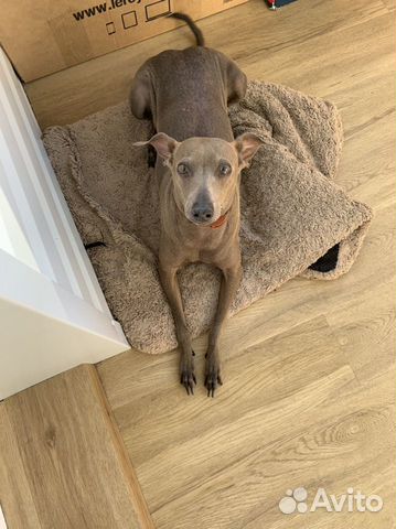 Итальянская левретка