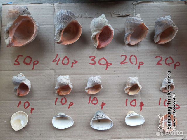 Раковины Рапан