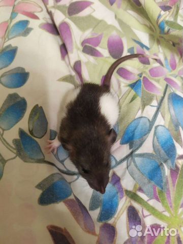 Крыса дамбо, девочки, мальчики