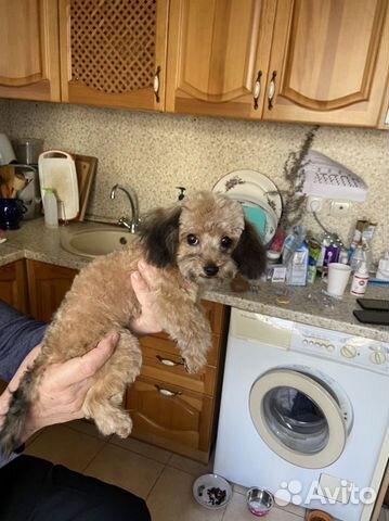 Собака вязка