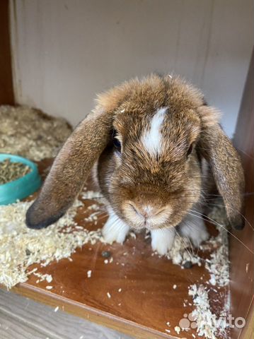 Продам кроликов вислоухий баран