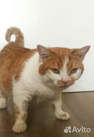 Ласковая кошечка Ириска ищет дом