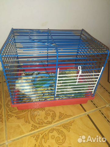 Джунгарский хомяк с клеткой