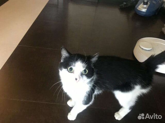 Котик мышелов