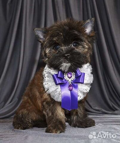 Йоркширский терьер большой выбор н