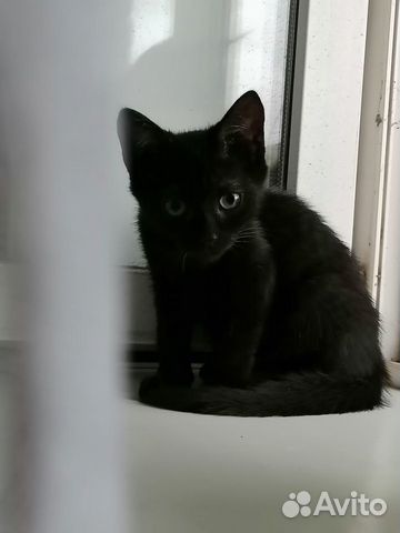 Отдам котенка в добрые руки