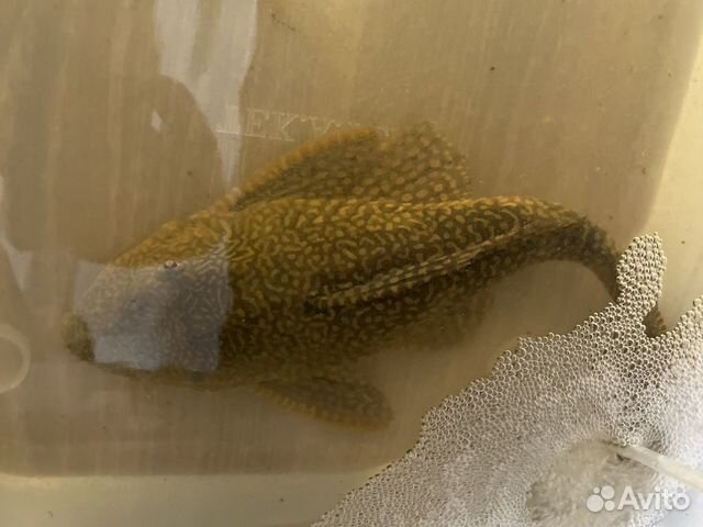 Анциструс 30 см