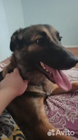 Боня в ответственные руки. Стерилизованная