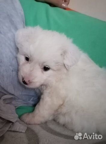 Болонка+шпиц