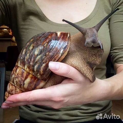 Ахатина (тигр)