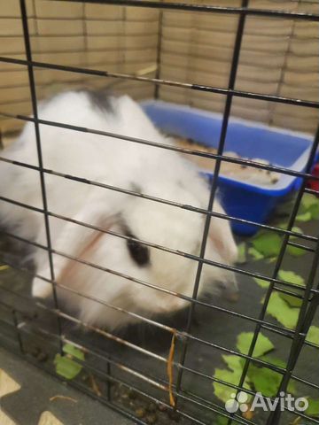 Декоративный вислоухий кролики