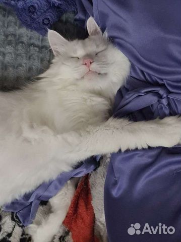 Кот