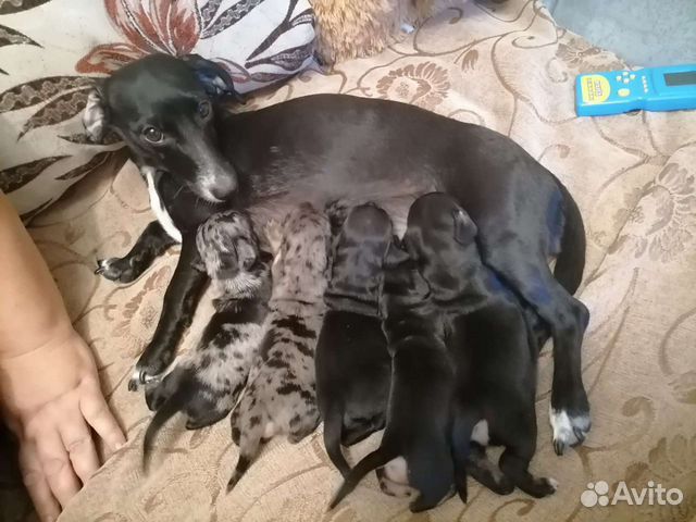 Щенки таксы