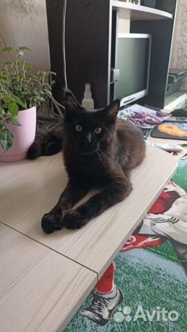 Котята майкун сведем