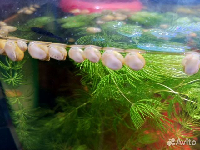 Улитки аквариумные ампулярии