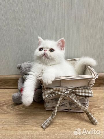 Шикарный белый котик экзот