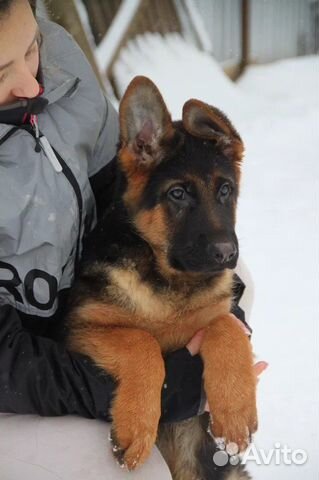 Щенки немецкой овчарки