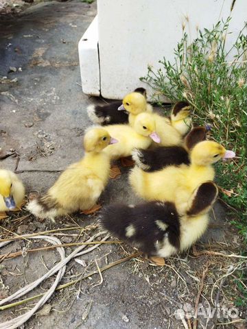 Утята индоутки