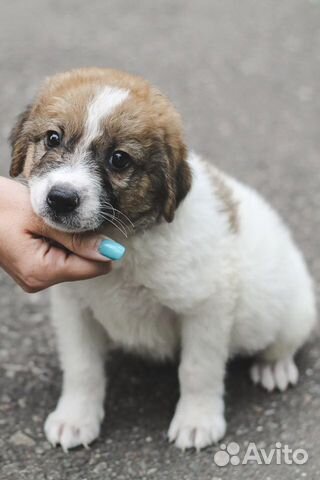 Щенок Хаммер в дар