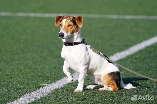 Джек рассел