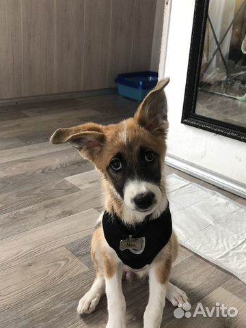 Отдам щенка в добрые руки