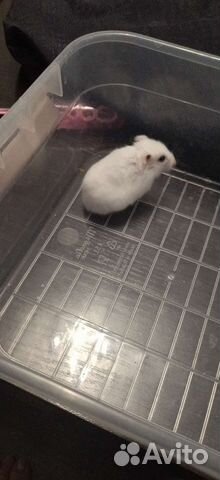 Джунгарский хомяк бесплатно