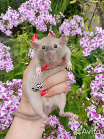 Крыса дамбо вельветин