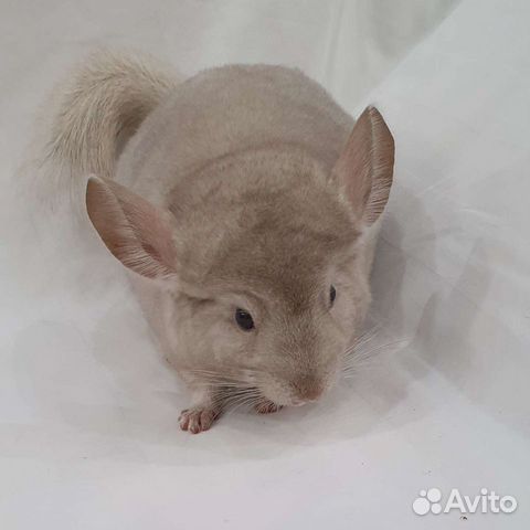 Шиншилленок бежевый фиолет нс на 67 2 мес