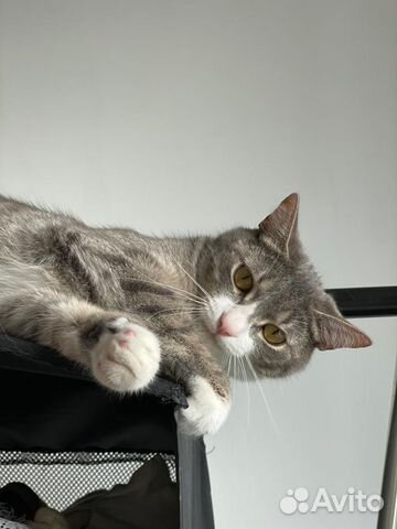Котик