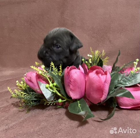 Мальчики кане корсо