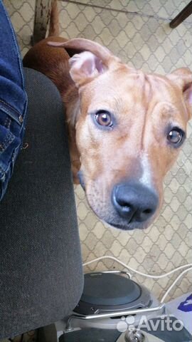 Стаффордширский терьер