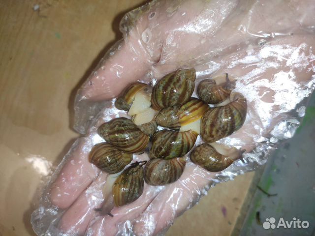 Улитки продам или обменяю