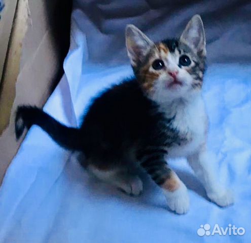 Разноцветное счастье