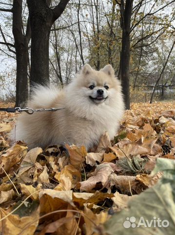 Вязка померанский шпиц