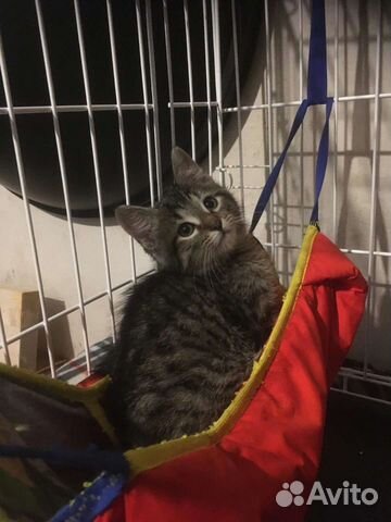 Котенок Мишутка