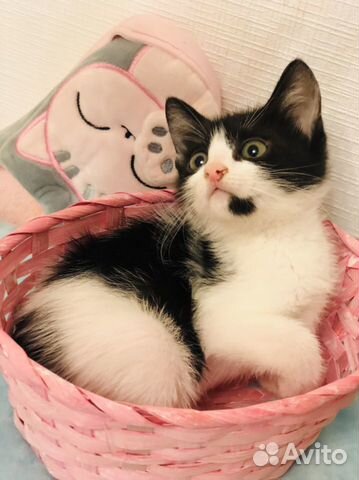 Котенок 1,5 месяца в добрые руки