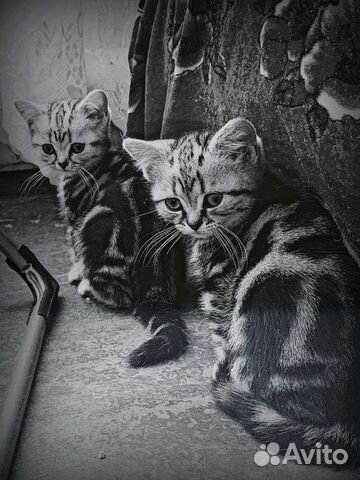 Котята Мраморные Британцы