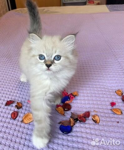 Клубные котята