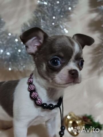 Бело-голубая мини